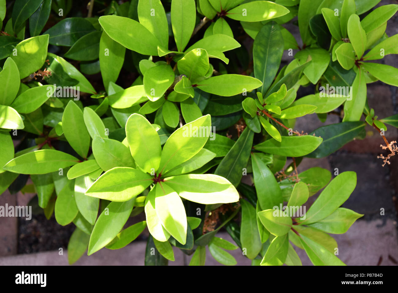 Gum leaves abstract pattern hi-res stock photography and images - Alamy