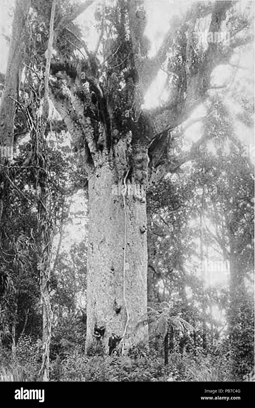 Kauri Black and White Stock Photos & Images - Alamy