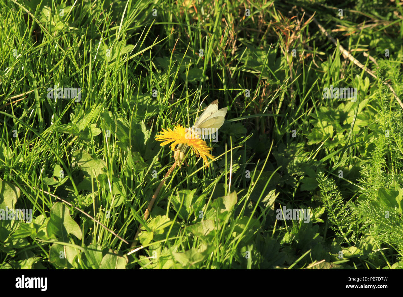 White moth pollinating a dandelion in the grass Stock Photo - Alamy