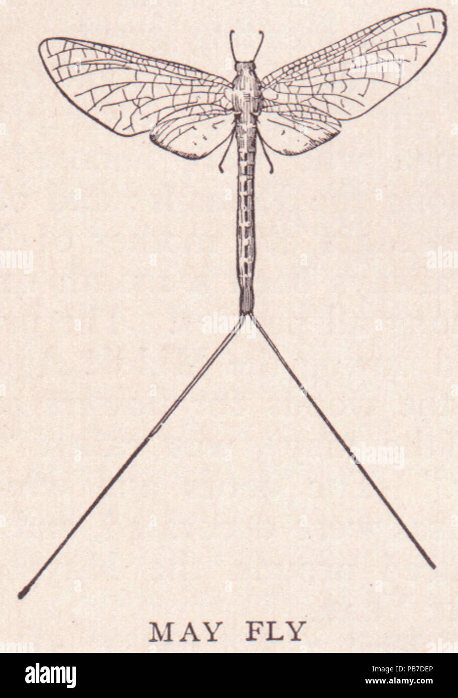 May fly hi-res stock photography and images - Alamy