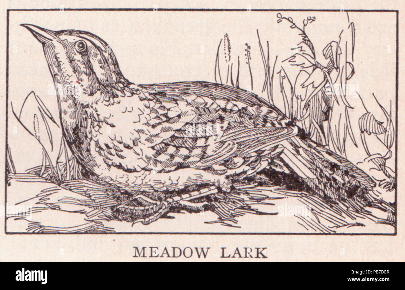 Natural history plants page hi-res stock photography and images - Alamy