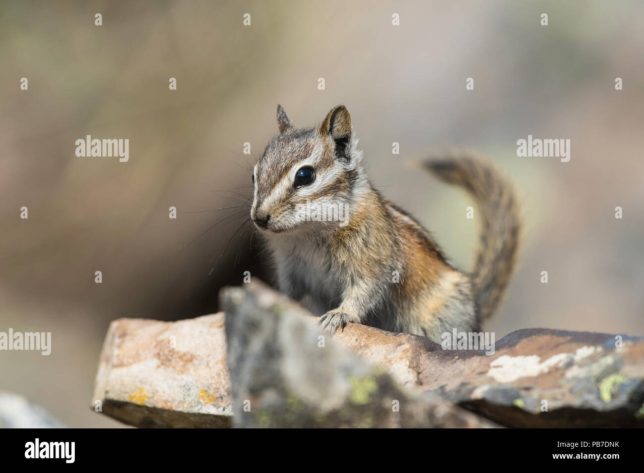 Least Chipmunk, Tamias minimus, Rock Glacier, Peter Lougheed Provincial ...
