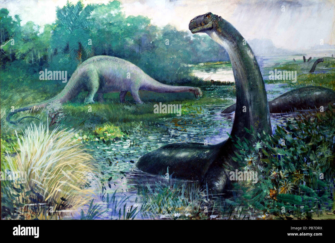 Brontosaurus dinosaur hi-res stock photography and images - Alamy
