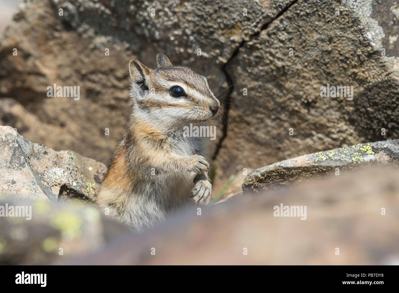 Least Chipmunk, Tamias minimus, Rock Glacier, Peter Lougheed Provincial ...