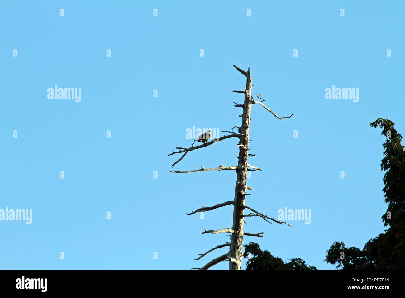 Eagle roosting hi-res stock photography and images - Alamy