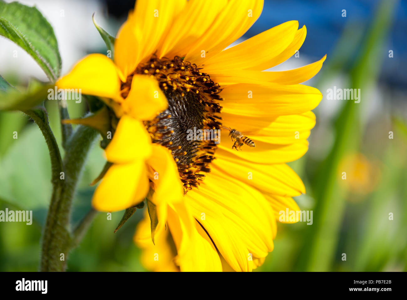 A bee is collecting pollen and nectar from a sunflower in a sunflower ...