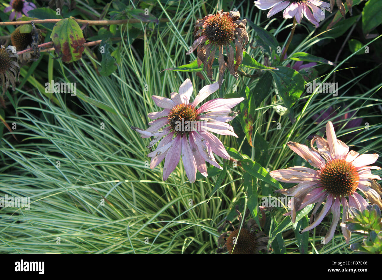Fall colors turning tree hi-res stock photography and images - Alamy