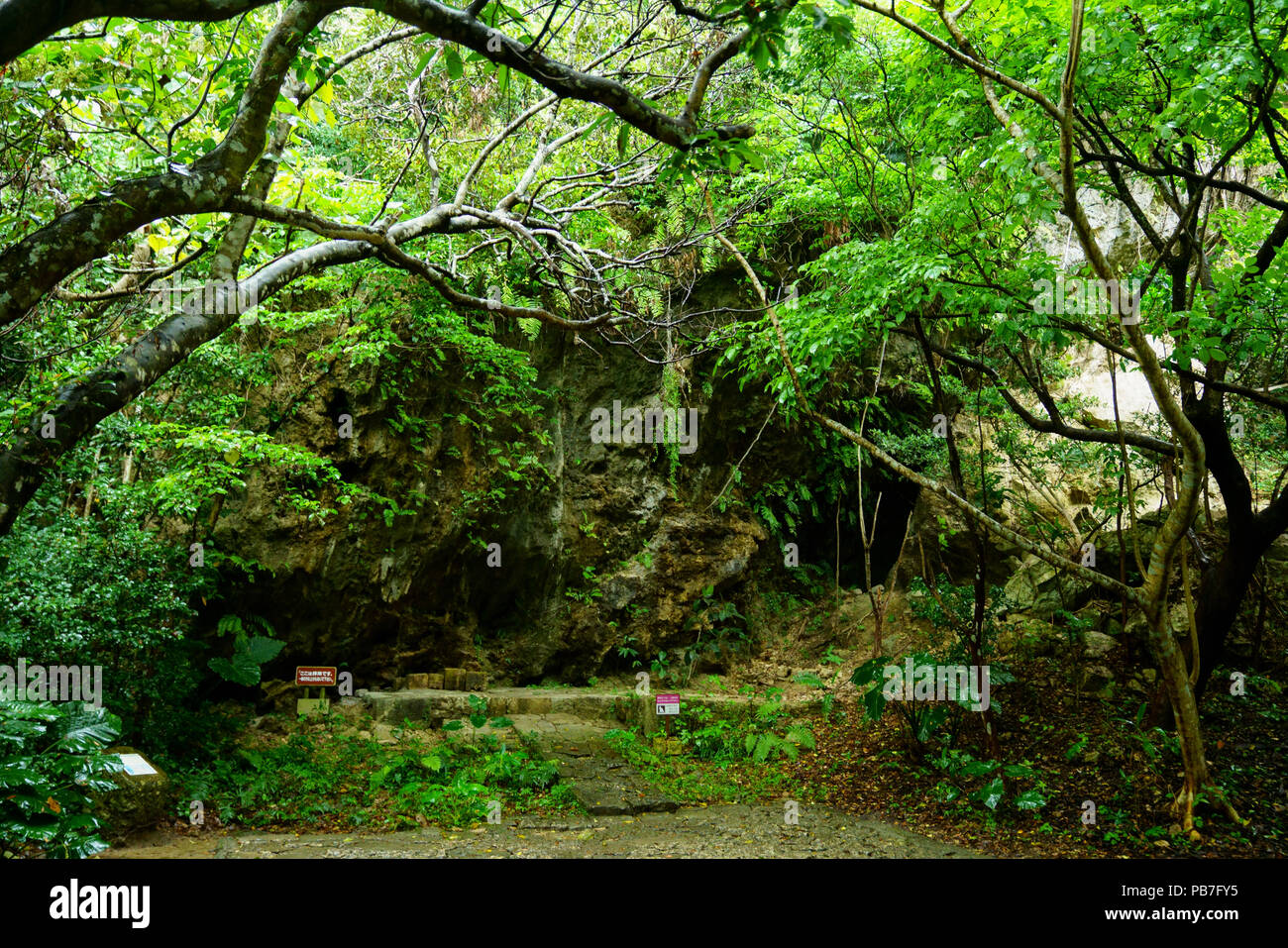 Okinawa forest hi-res stock photography and images - Alamy