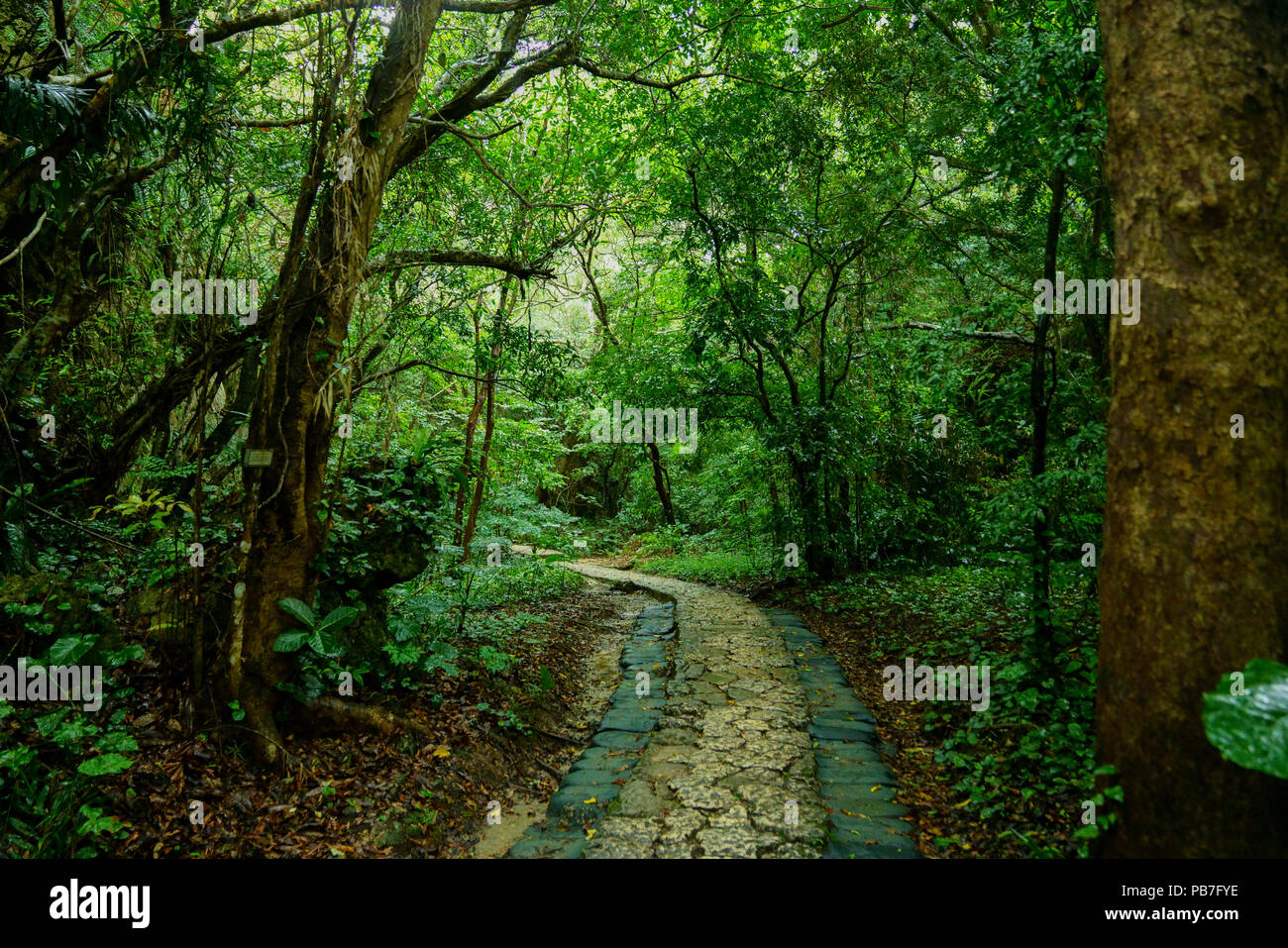 Forest in Sefautaki, Okinawa Prefecture, Japan Stock Photo - Alamy