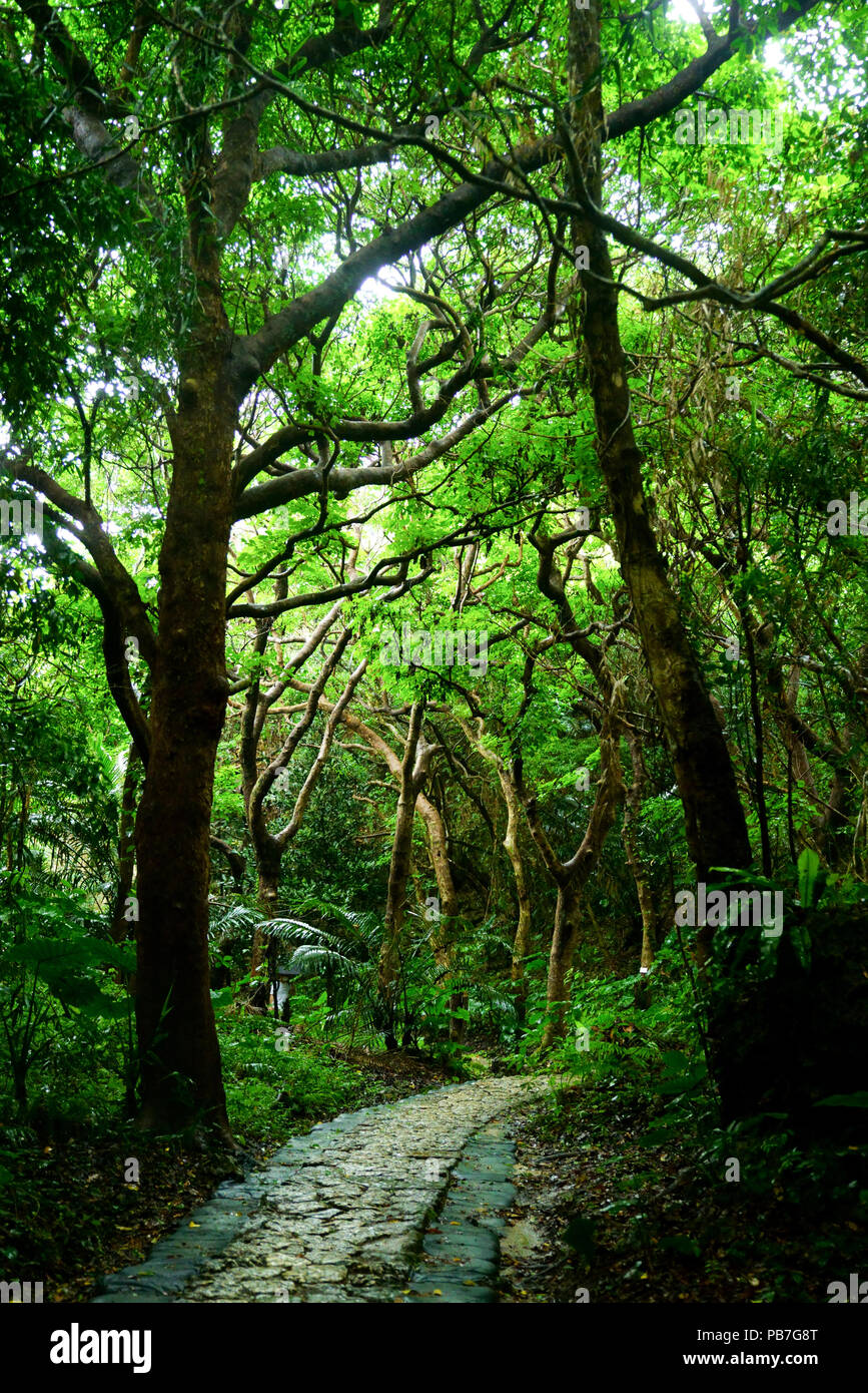 Forest in Sefautaki, Okinawa Prefecture, Japan Stock Photo - Alamy