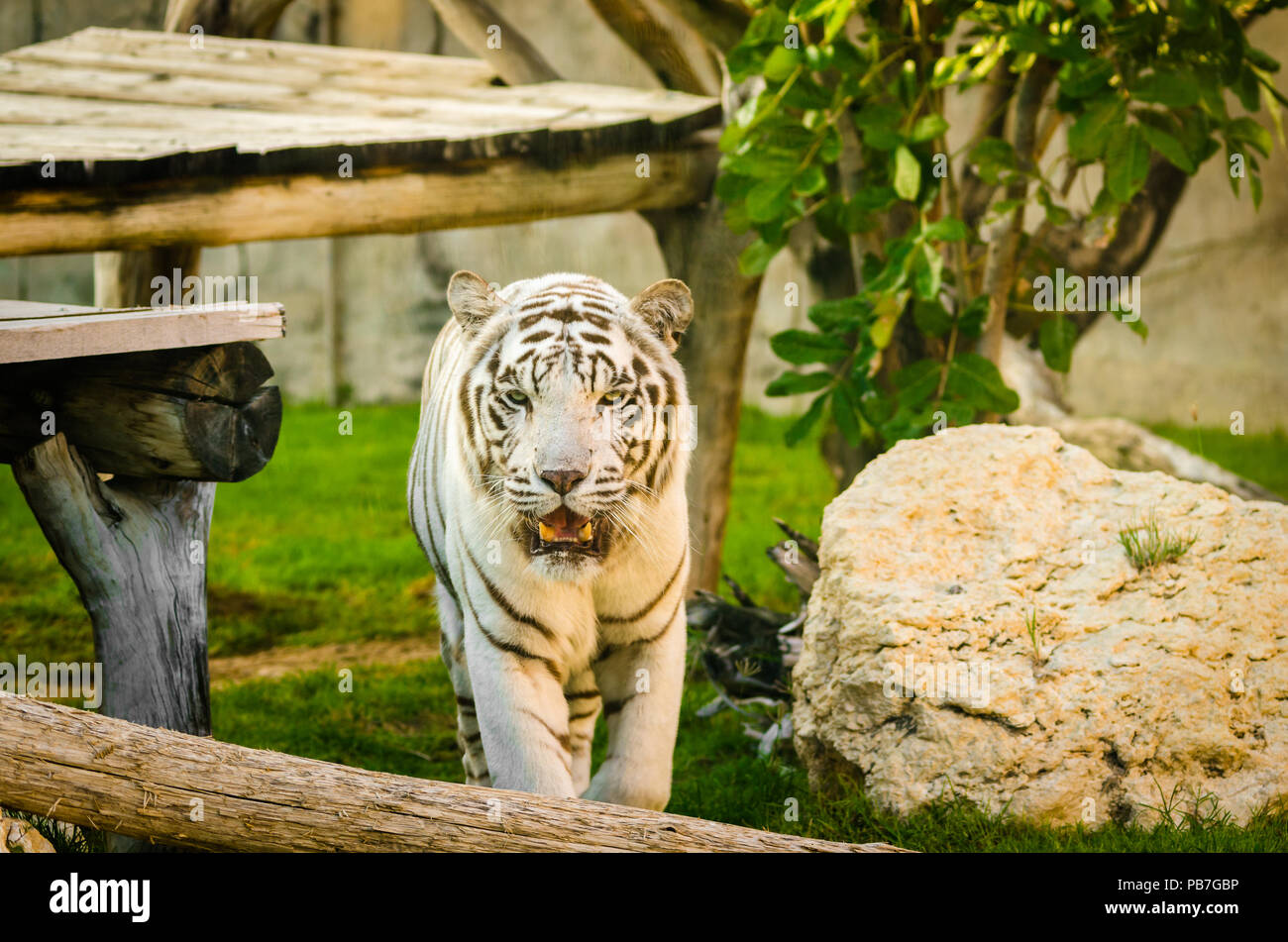 Scary looking huge white tiger walking towards the zoo visitors Stock ...