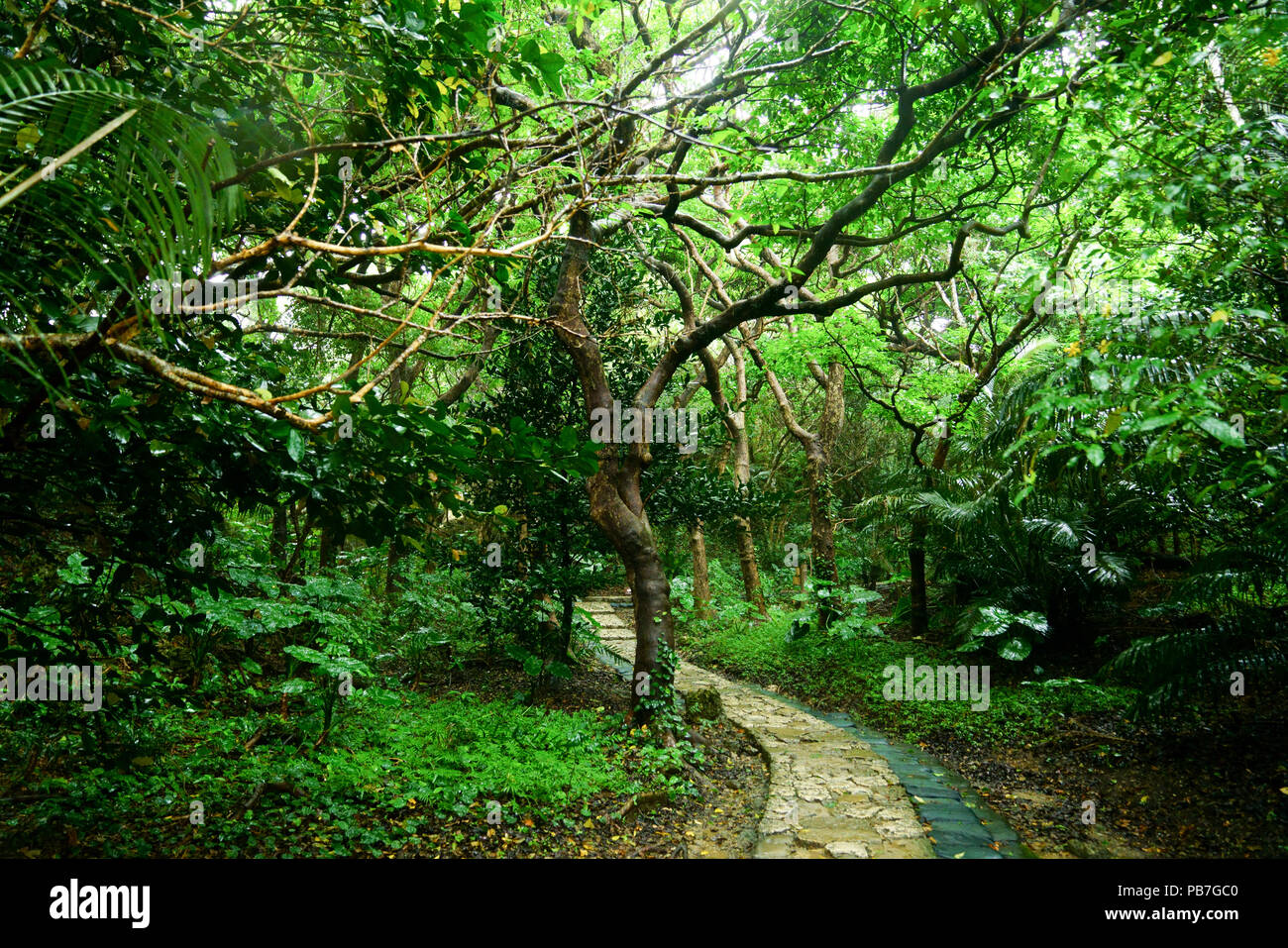 Forest in Sefautaki, Okinawa Prefecture, Japan Stock Photo - Alamy