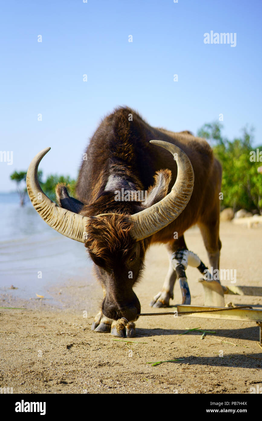 Water buffalo, Iriomote Island, Okinawa Prefecture, Japan Stock Photo ...