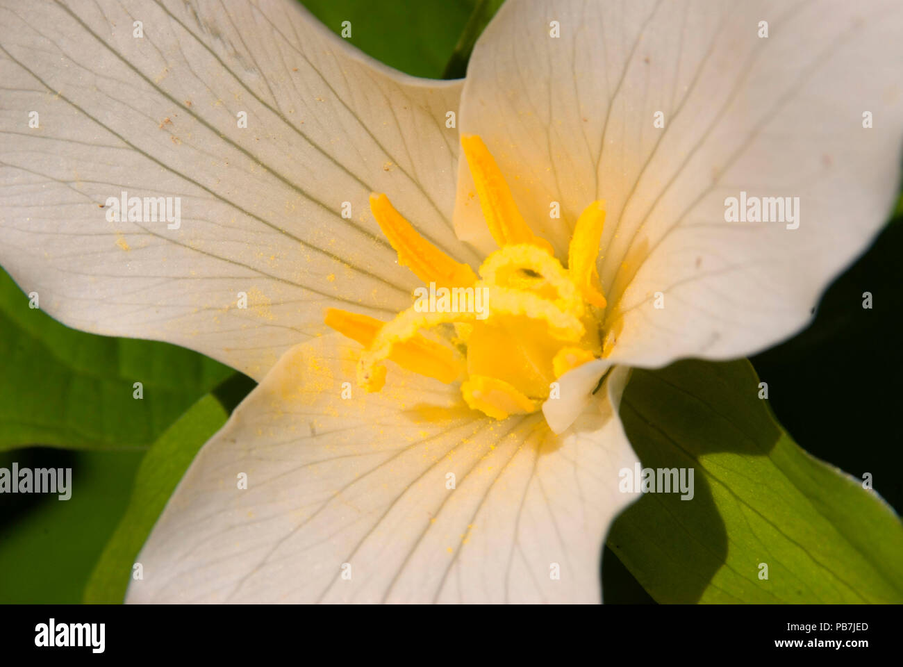 Trillium, Tryon Creek State Park, Oregon Stock Photo - Alamy
