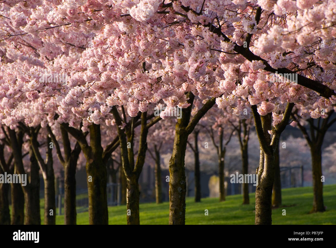 Portland cherry blossom trees hi-res stock photography and images - Alamy