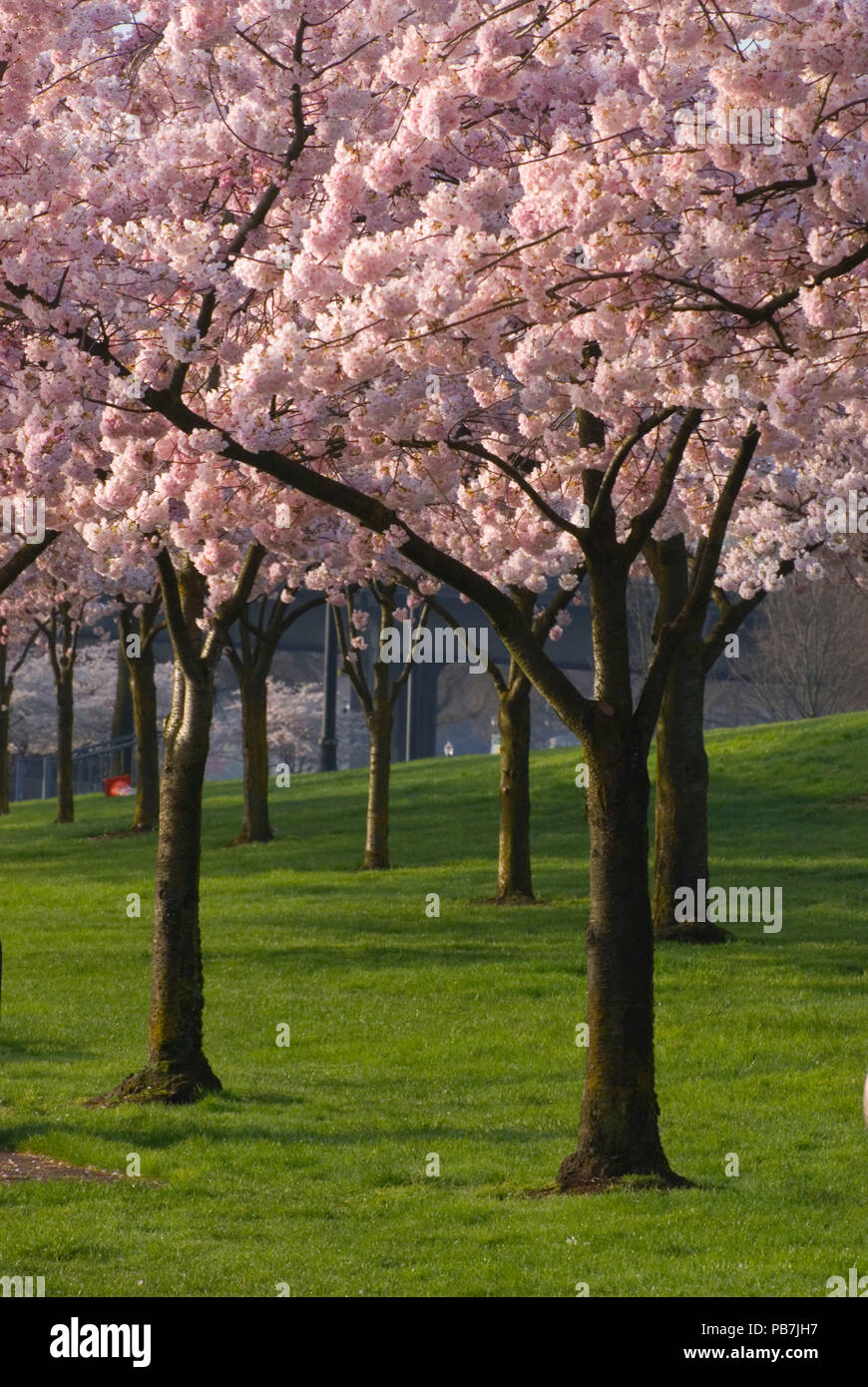 Portland cherry blossom trees hi-res stock photography and images - Alamy