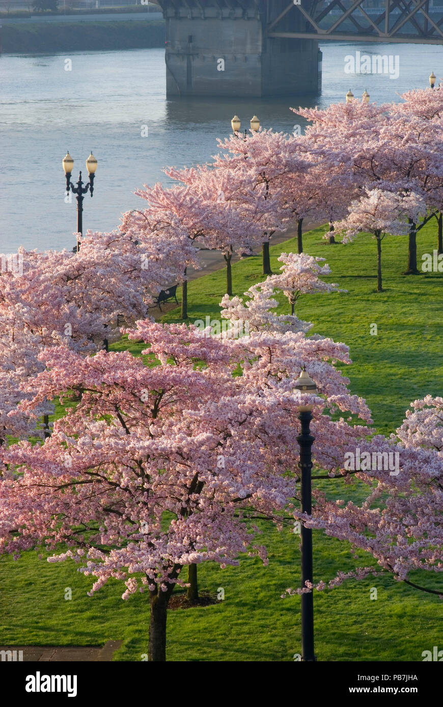 Decorative cherry trees from Steele Bridge, Tom McCall Waterfront Park ...