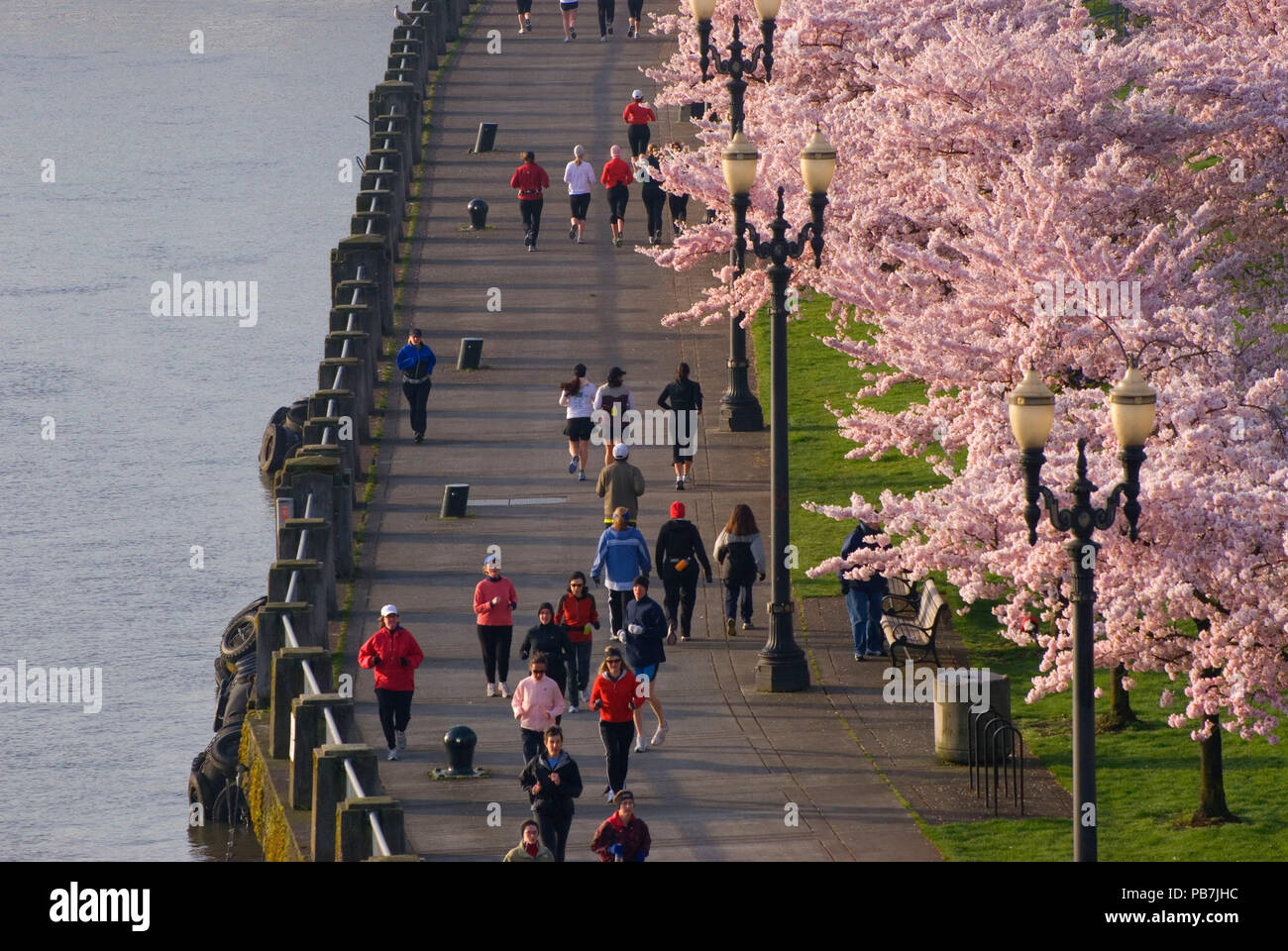 Waterfront walkway with decorative cherry trees from Steele Bridge, Tom ...