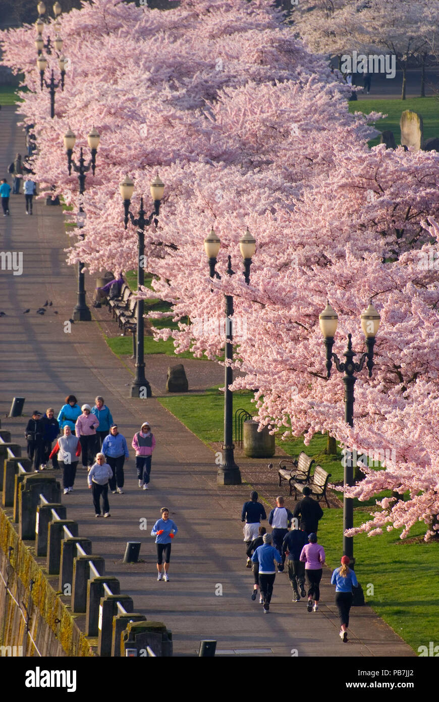 Waterfront walkway with decorative cherry trees from Steele Bridge, Tom ...