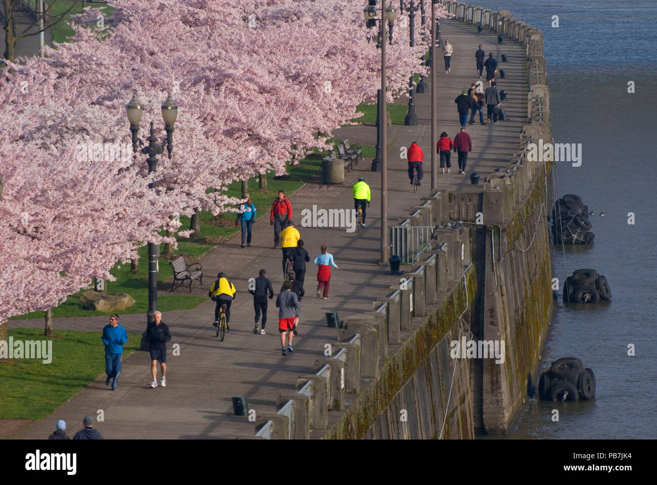 Waterfront walkway with decorative cherry trees from Burnside Bridge ...
