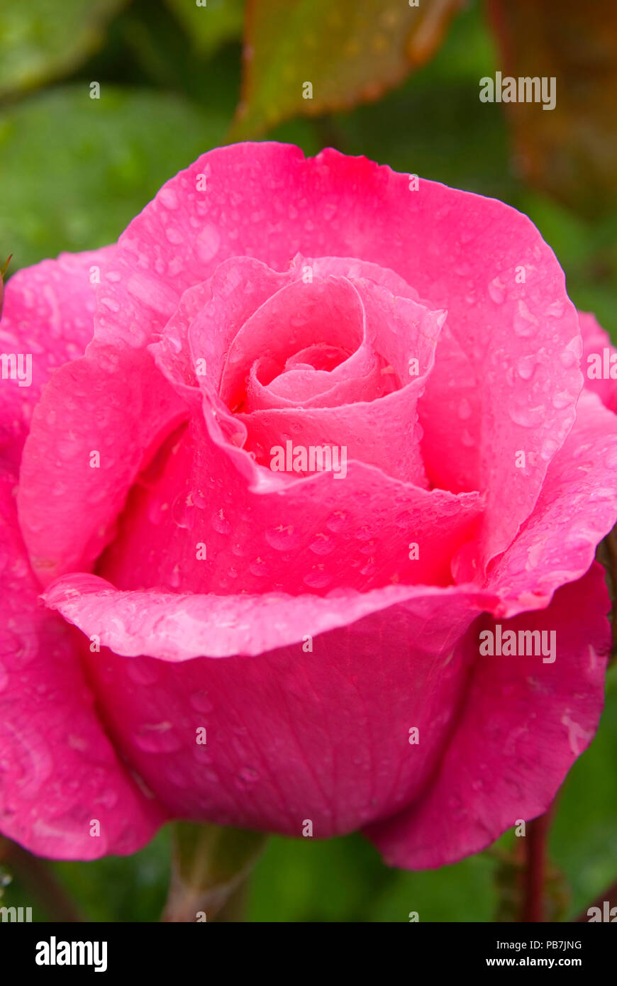 McCartney rose, International Rose Garden, Washington Park, Portland ...
