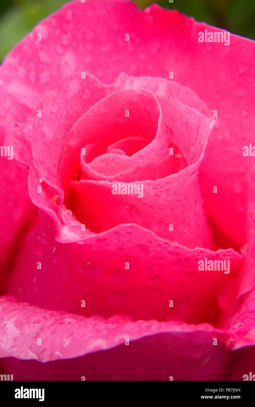The mccartney rose hi-res stock photography and images - Alamy