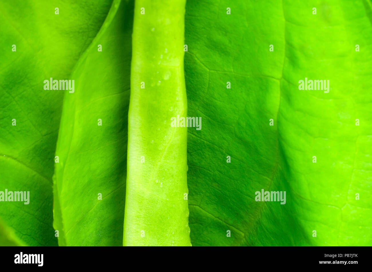 Skunk cabbage, Silver Falls State Park, Oregon Stock Photo - Alamy