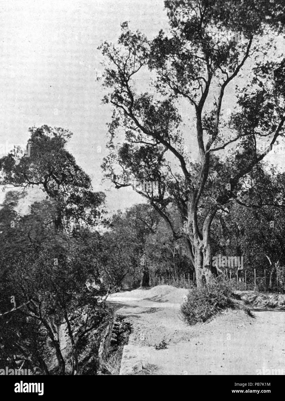 Historic olive tree Black and White Stock Photos & Images - Alamy