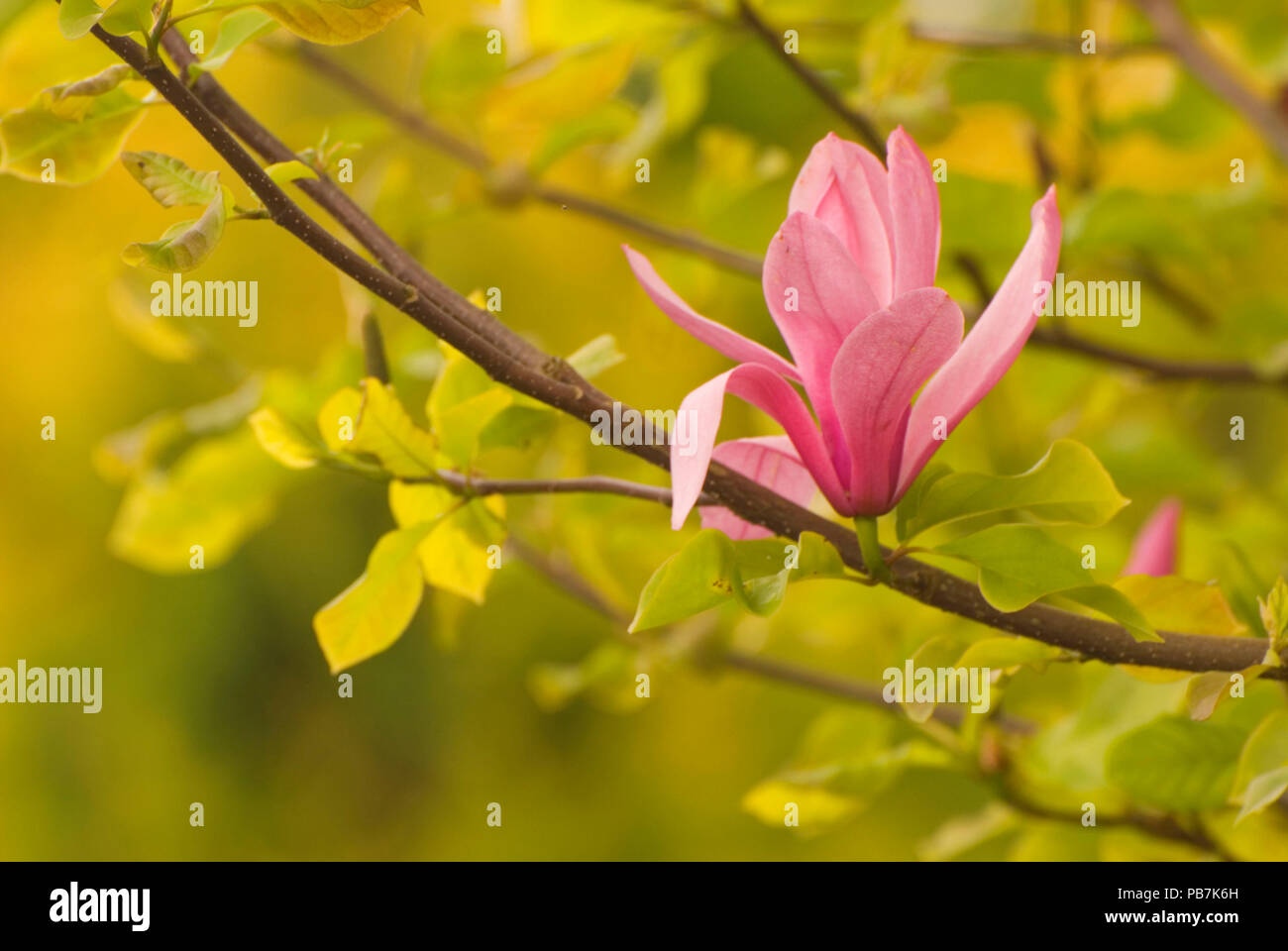 Mulan garden hi-res stock photography and images - Alamy