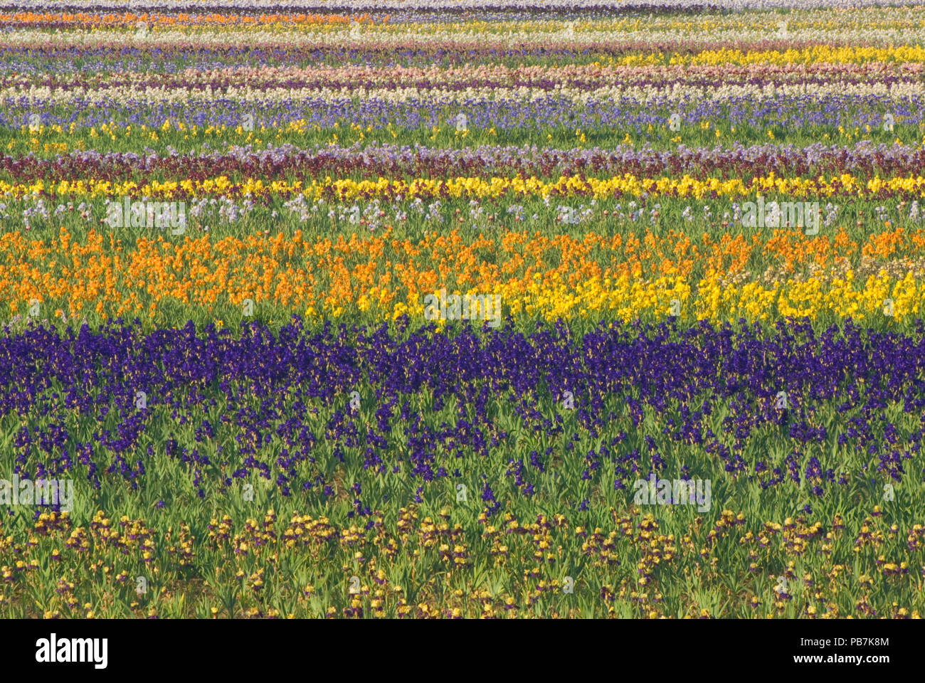 Iris field, Schreiners Iris Gardens, Keizer, Oregon Stock Photo - Alamy
