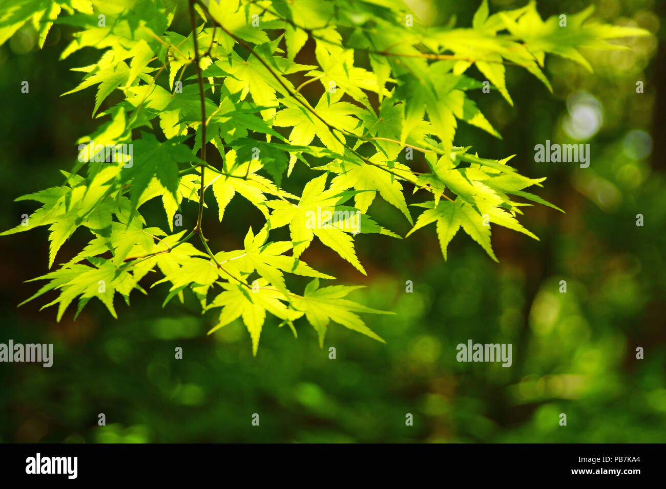 Fresh Green Leaves Maple Stock Photo - Alamy
