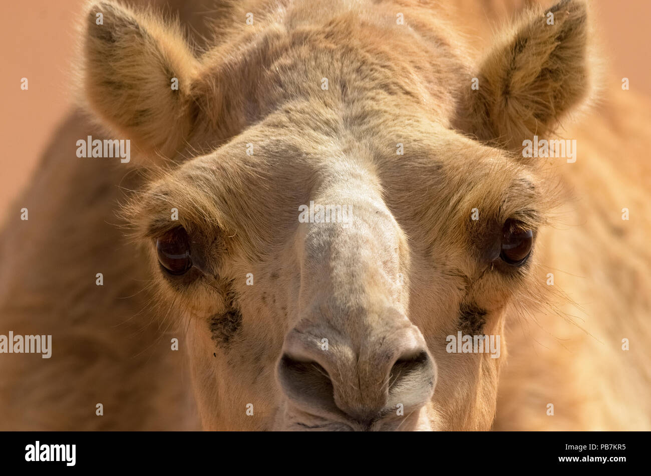Camel eyes hi-res stock photography and images - Alamy