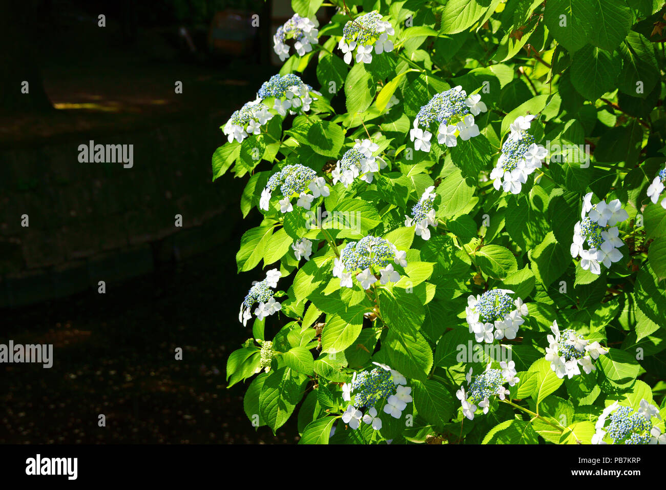 Lace cap Hydrangea Stock Photo - Alamy