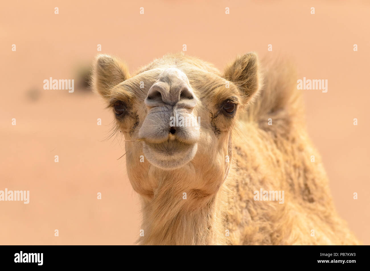 A camel curiously looks directly at the camera when taken a photograph ...