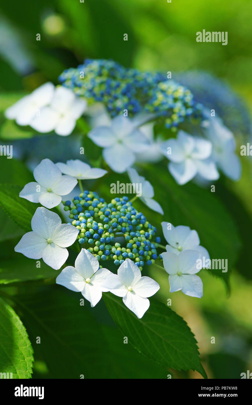 Lace cap Hydrangea Stock Photo - Alamy
