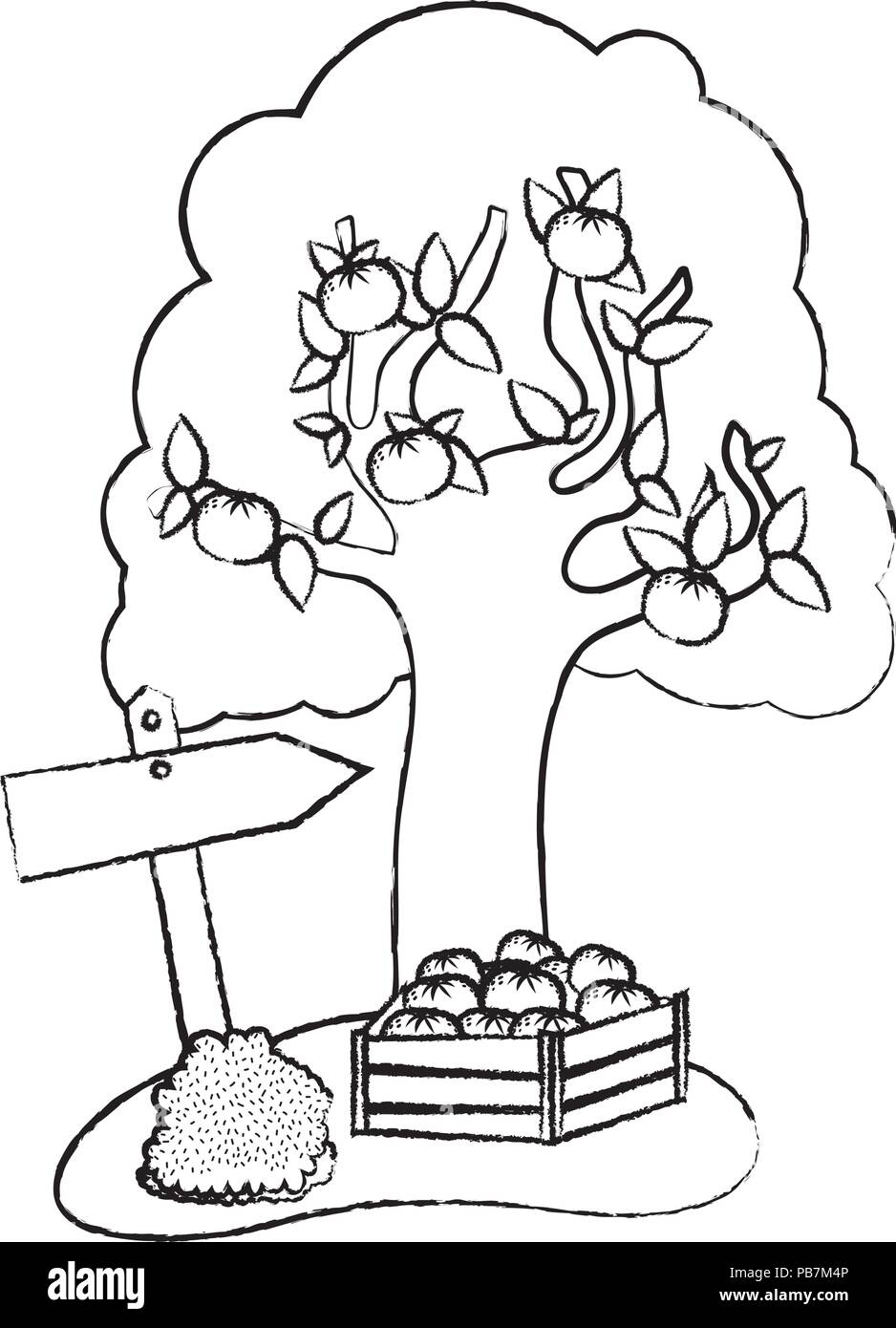 grunge farm fruit tree and oranges inside wood box Stock Vector Image ...