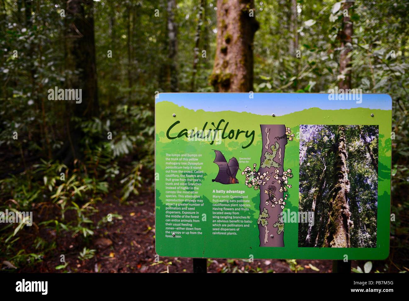 Cauliflory sign information describing the biodiversity of rainforest ...
