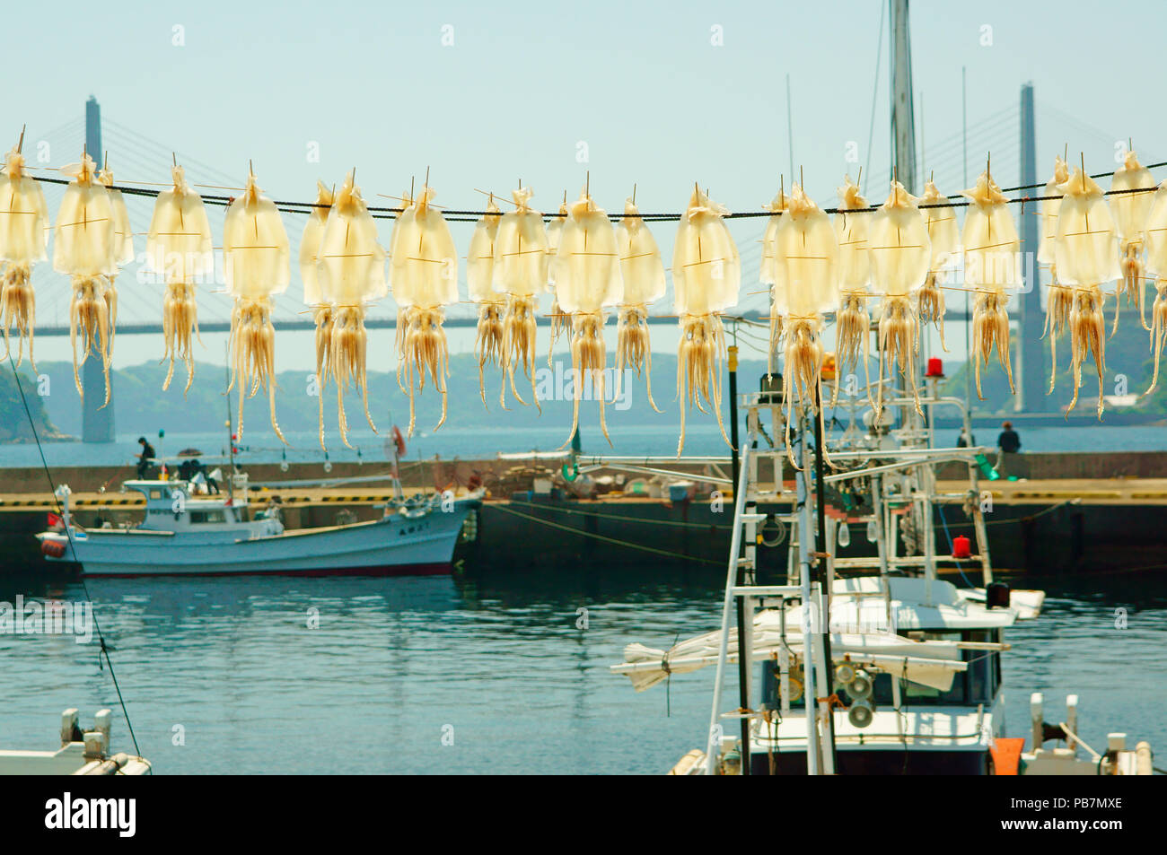 Dried Yobuko Squid, Saga Prefecture, Japan Stock Photo - Alamy