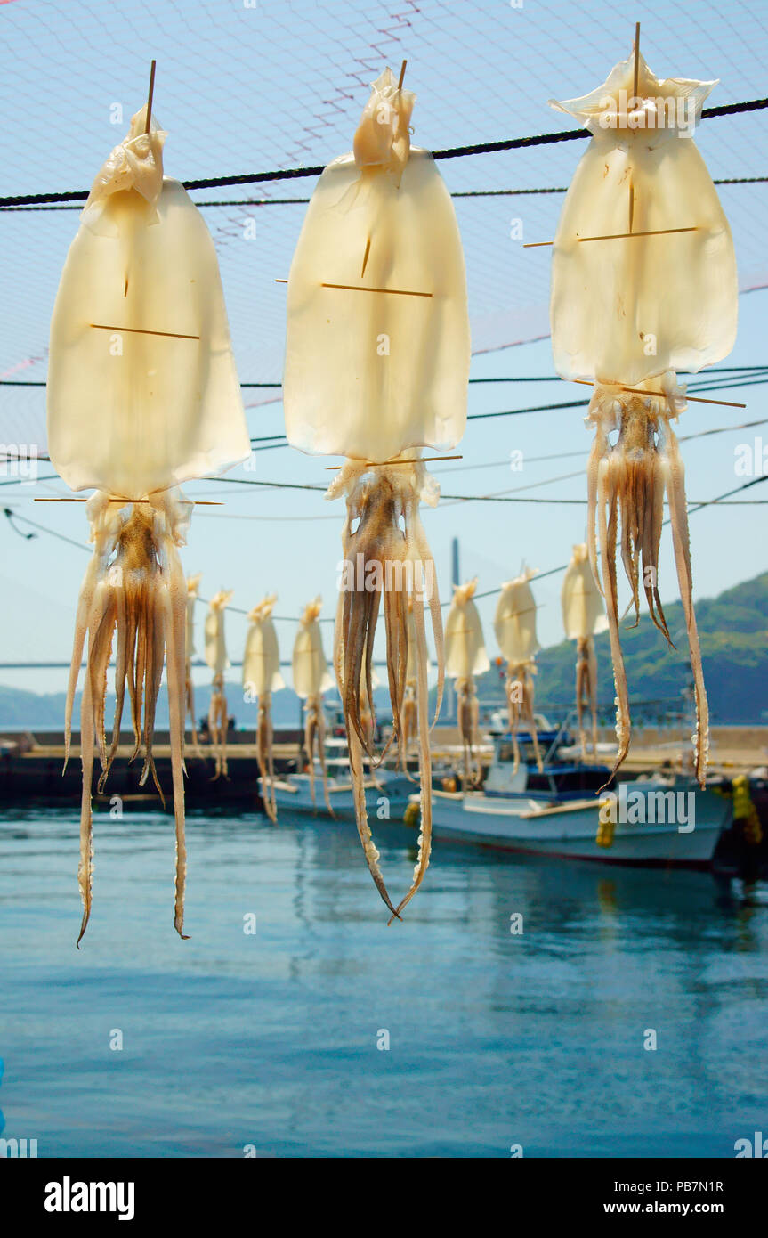 Grass squid hi-res stock photography and images - Alamy