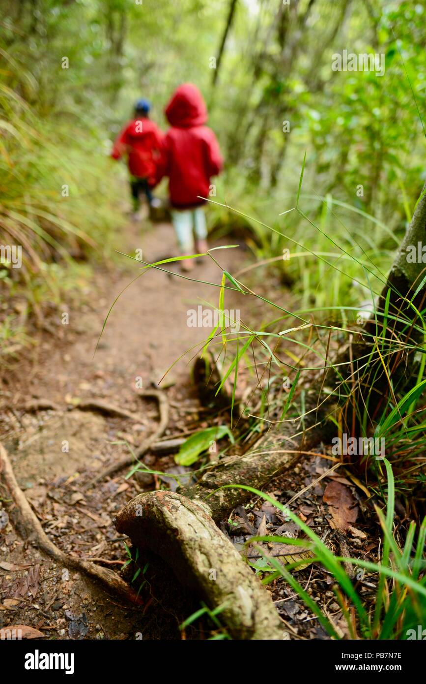 Children walking along a path in a tropical rainforest, Dinner falls ...