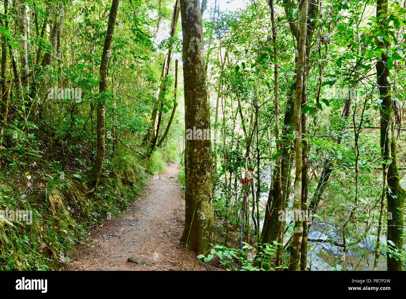 Dinner falls and the crater walk, Atherton Tablelands, QLD, Australia ...