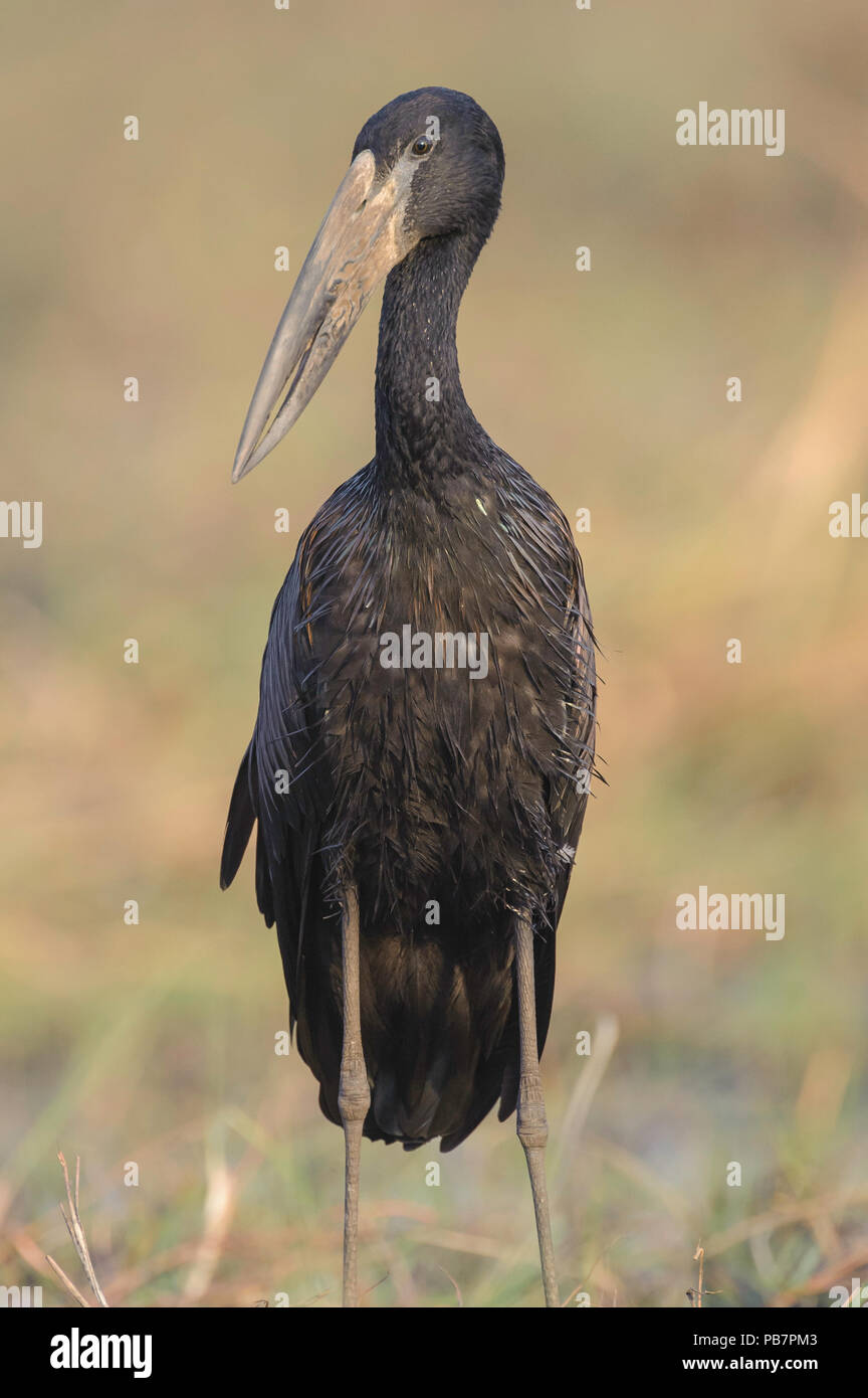 African openbill, Amastomus, lamelligerus, Chobe National Park ...