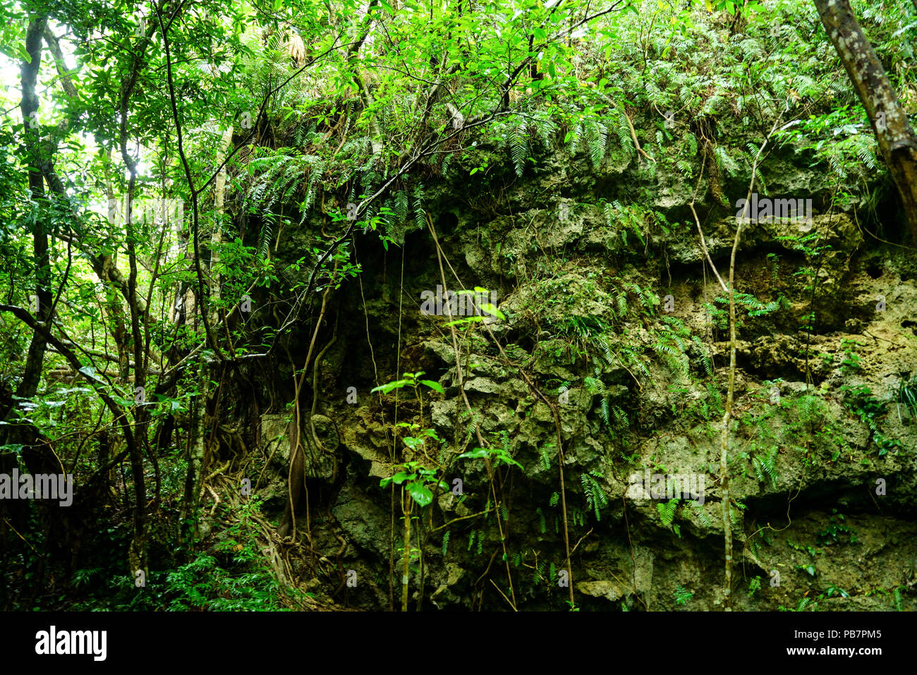 Forest in Sefautaki, Okinawa Prefecture, Japan Stock Photo - Alamy