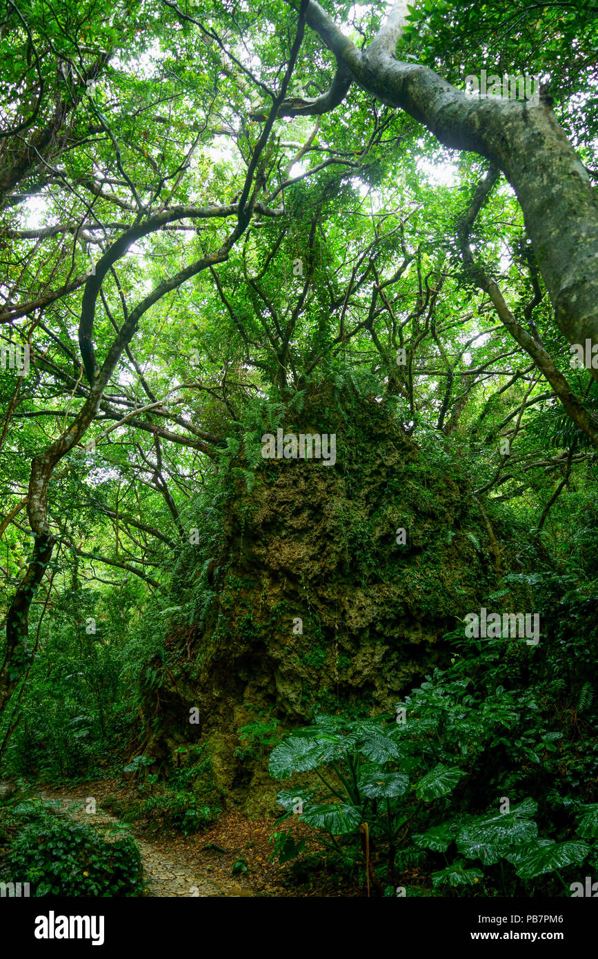 Forest in Sefautaki, Okinawa Prefecture, Japan Stock Photo - Alamy