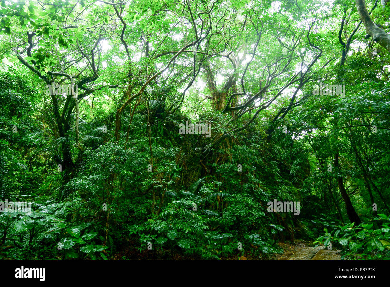 Forest in Sefautaki, Okinawa Prefecture, Japan Stock Photo - Alamy