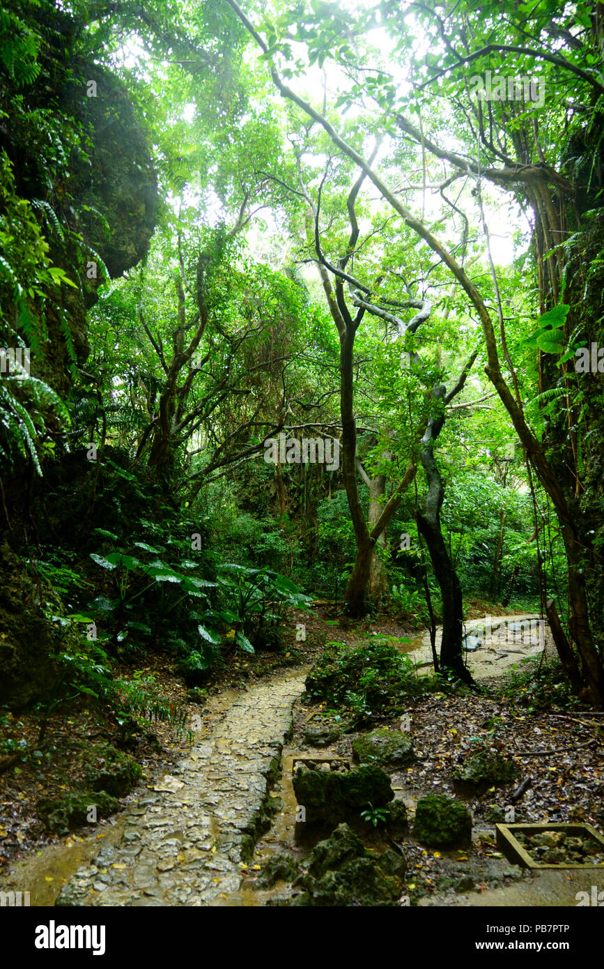 Forest in Sefautaki, Okinawa Prefecture, Japan Stock Photo - Alamy