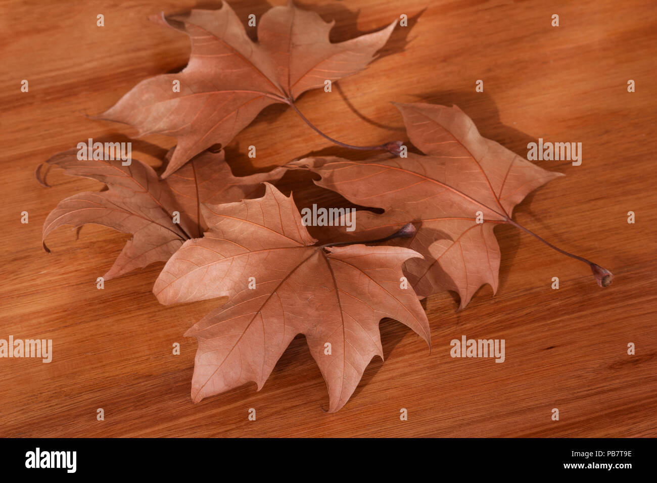 Spilled leaves hi-res stock photography and images - Alamy