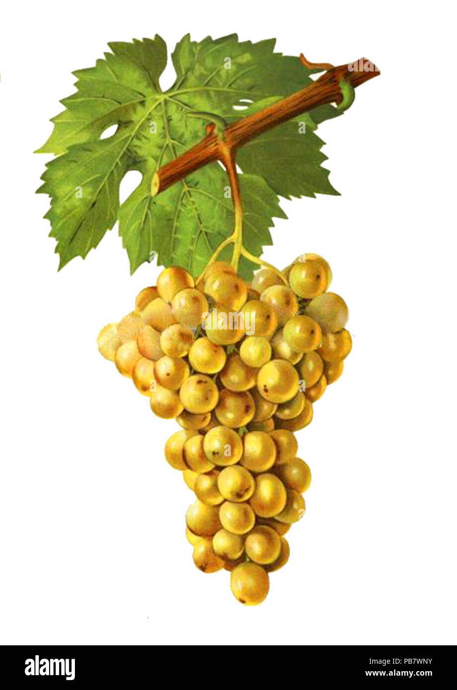 Historic visual record Cut Out Stock Images & Pictures - Alamy