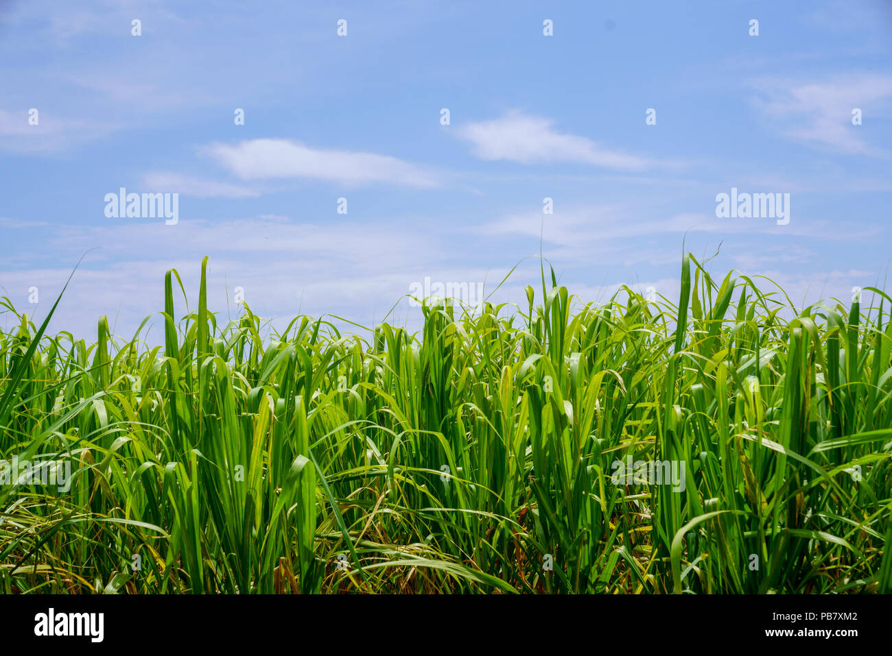 Cane barrier hi-res stock photography and images - Alamy