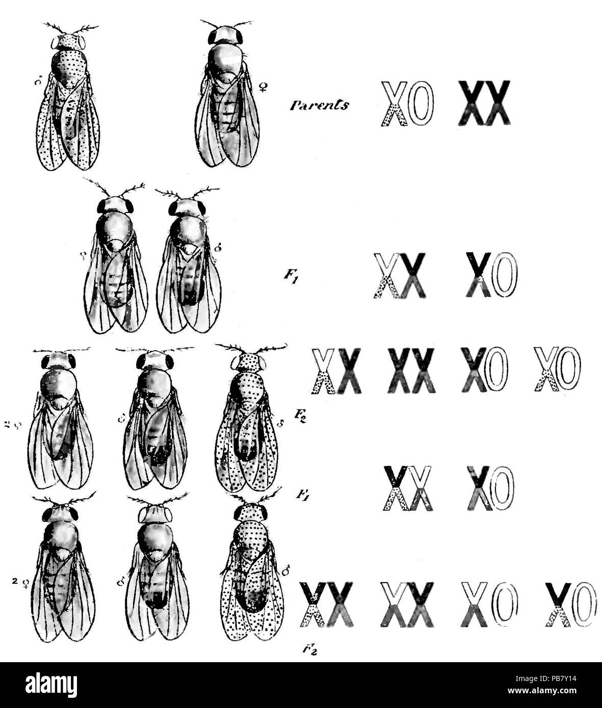 Understanding evolutionary Black and White Stock Photos & Images - Alamy